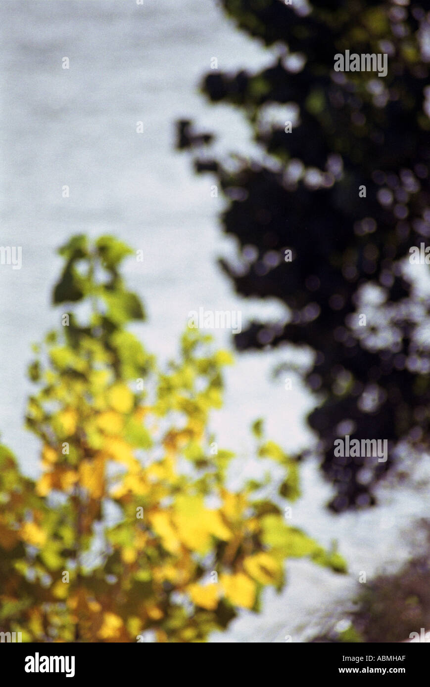 abstract yellow tree and shadow Stock Photo - Alamy