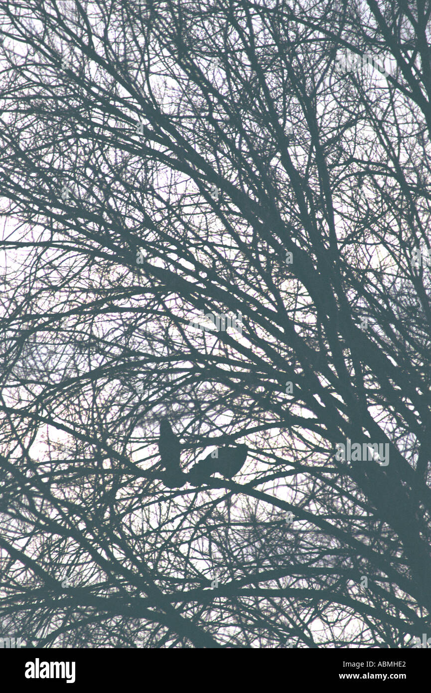 two birds in the middle of tree branches Stock Photo - Alamy