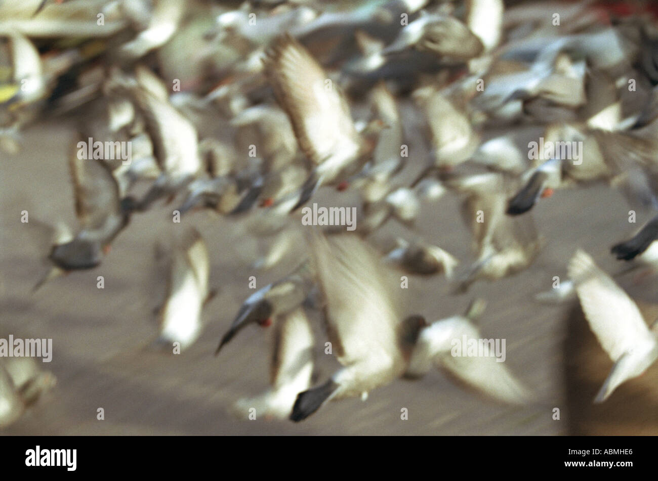 pigeons flying abstract movement Stock Photo - Alamy