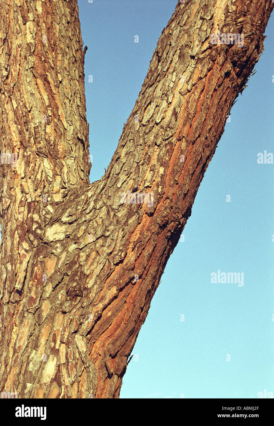 Y shaped tree hi-res stock photography and images - Alamy