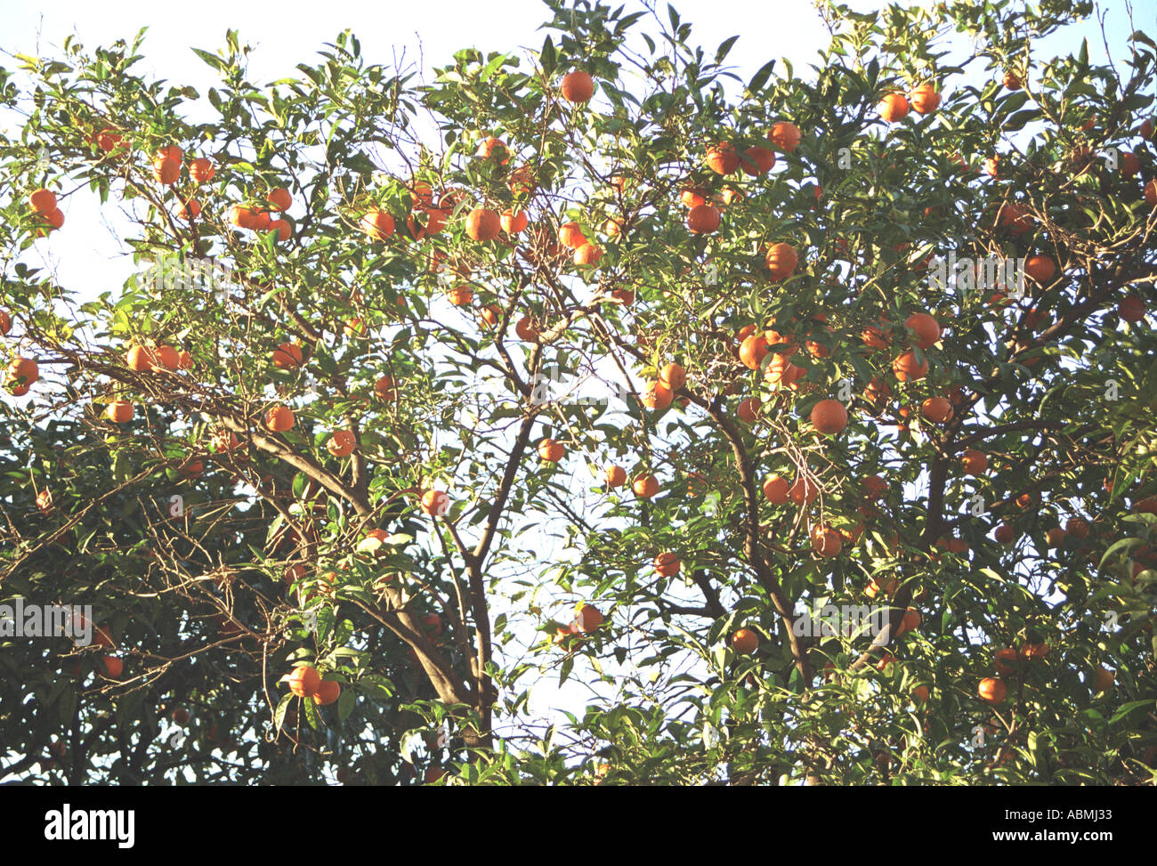 orange trees in the orange garden aventine rome Stock Photo - Alamy