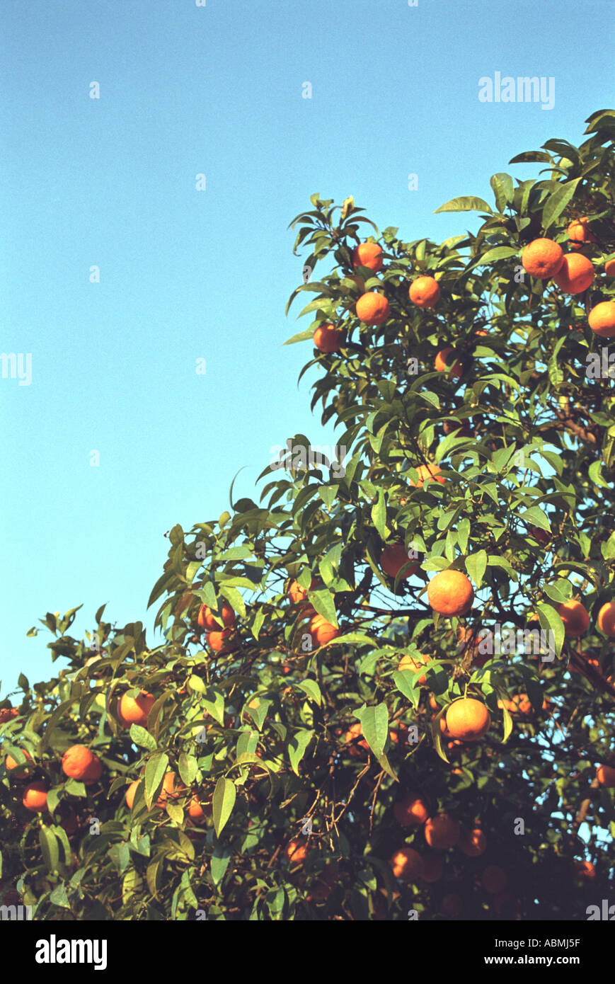 orange trees in the orange garden aventine rome Stock Photo - Alamy