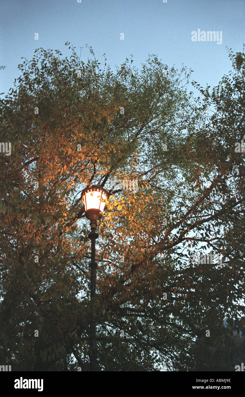 old fashioned lamp post lit at night with trees Stock Photo - Alamy