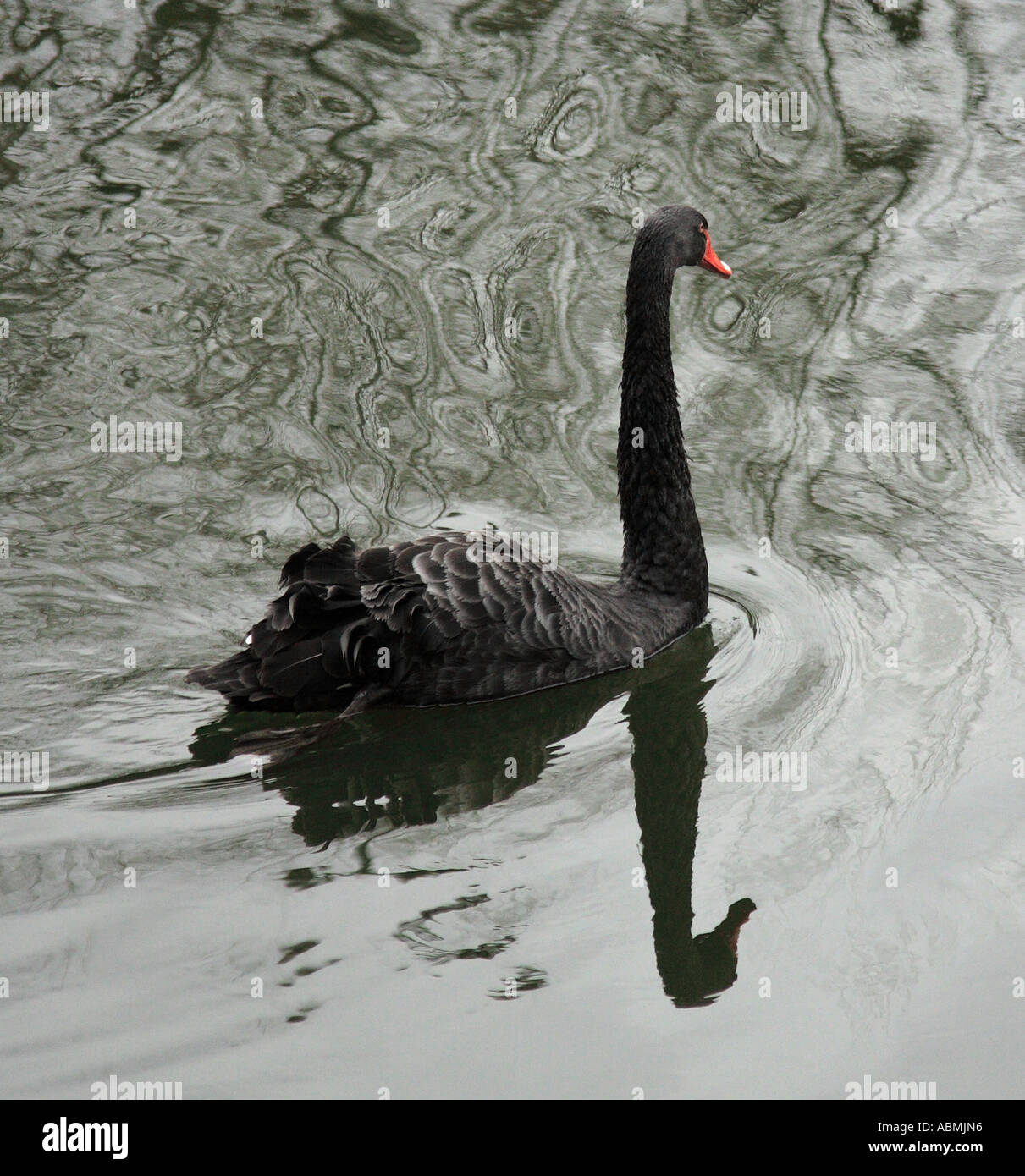 Heavy bodied bird hi-res stock photography and images - Alamy