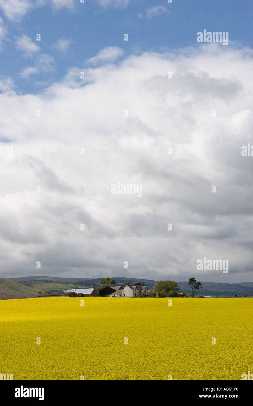Scottish May landscape; yellow Oil seed rape, or rapeseed oil crops ...