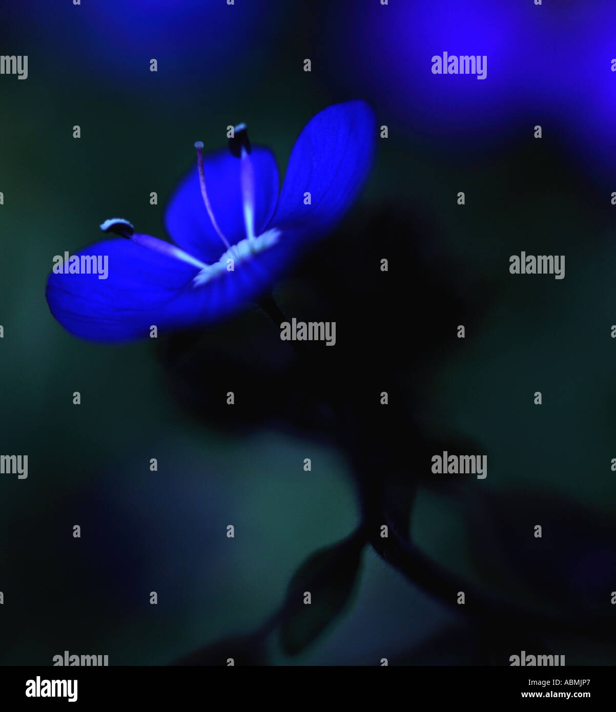 Electric Blue Flower Stock Photo - Alamy