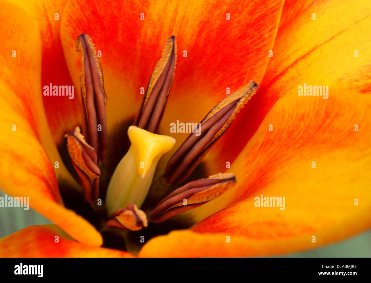 Liliaceou hi-res stock photography and images - Alamy