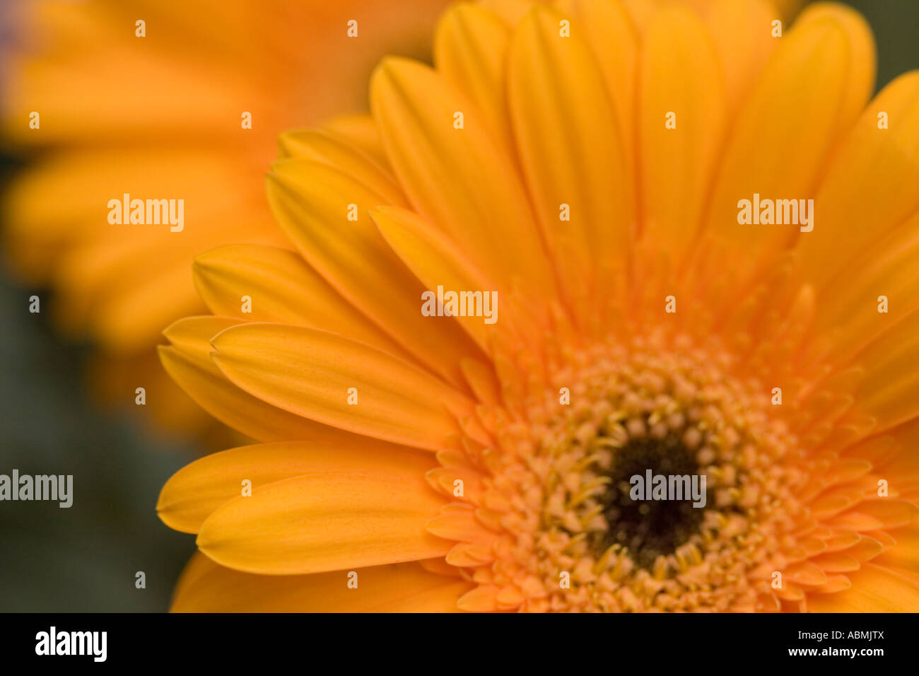 Asteraceae stem hi-res stock photography and images - Alamy