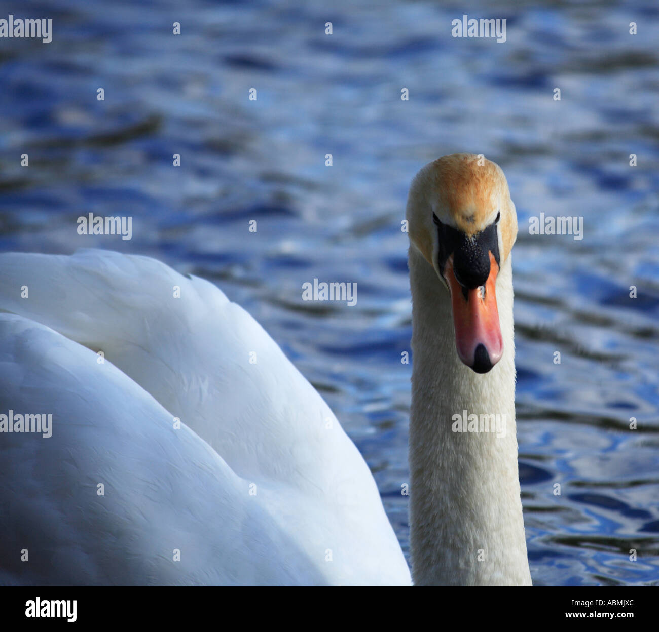 Swan facing hi-res stock photography and images - Alamy