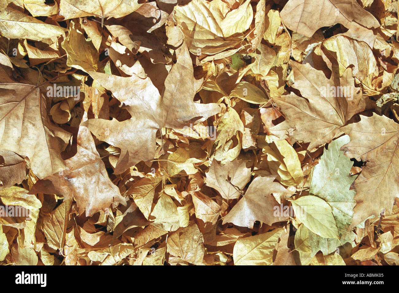 dead leaves on forest floor Stock Photo - Alamy