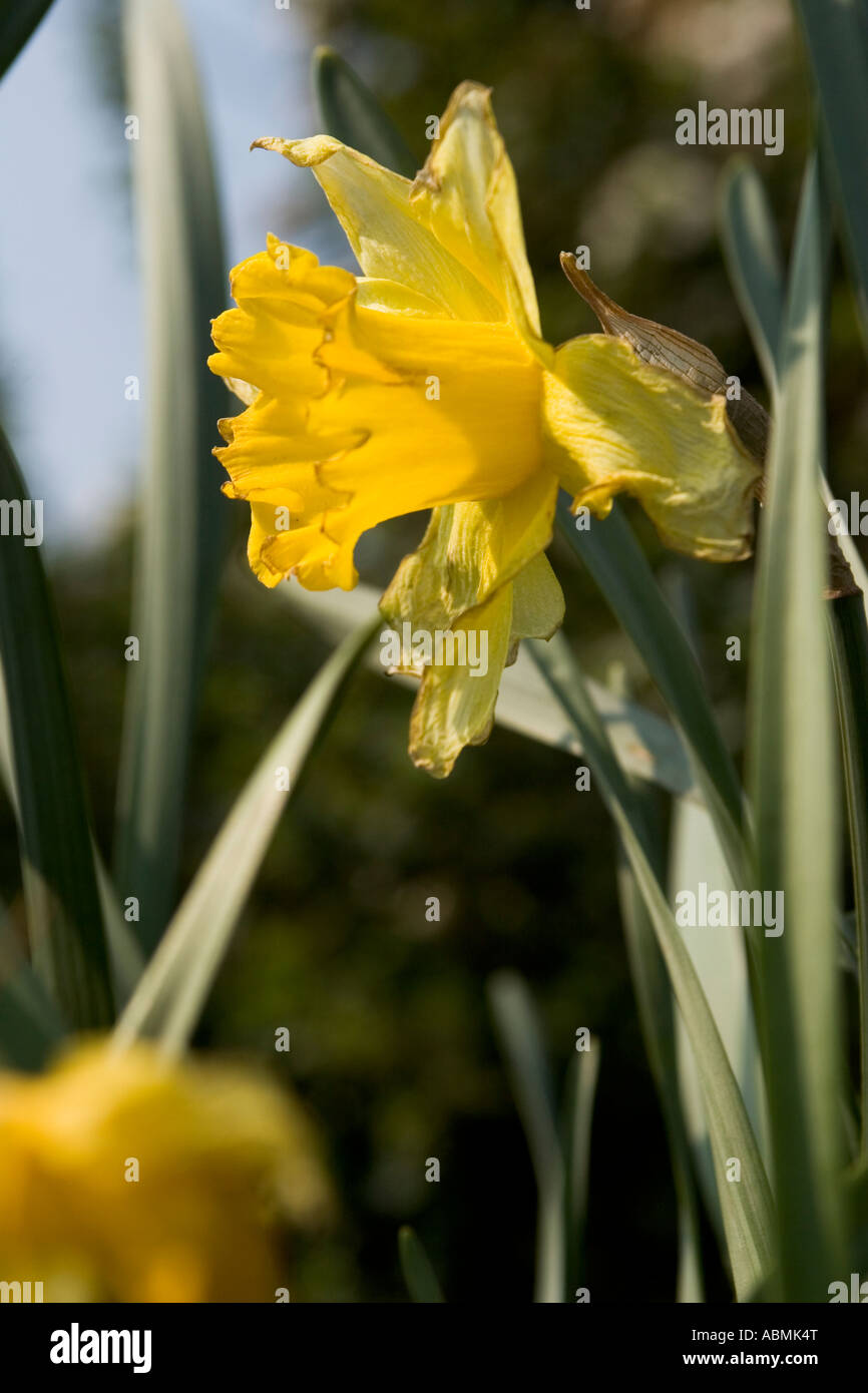daffodil in spring Stock Photo - Alamy