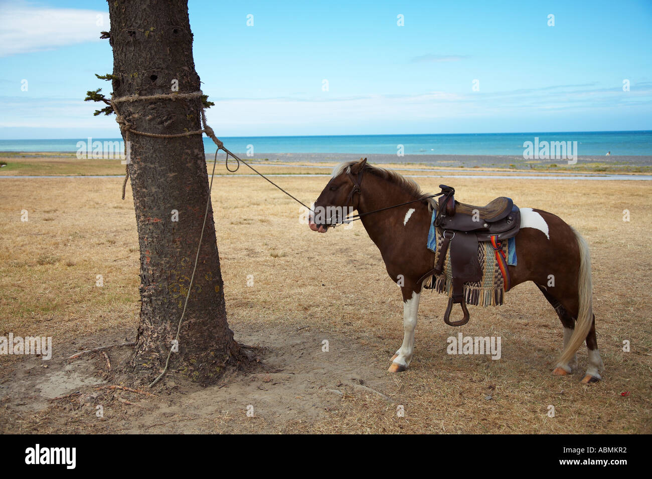 small pony with saddle tied up to tree at the seaside awaiting customer ...