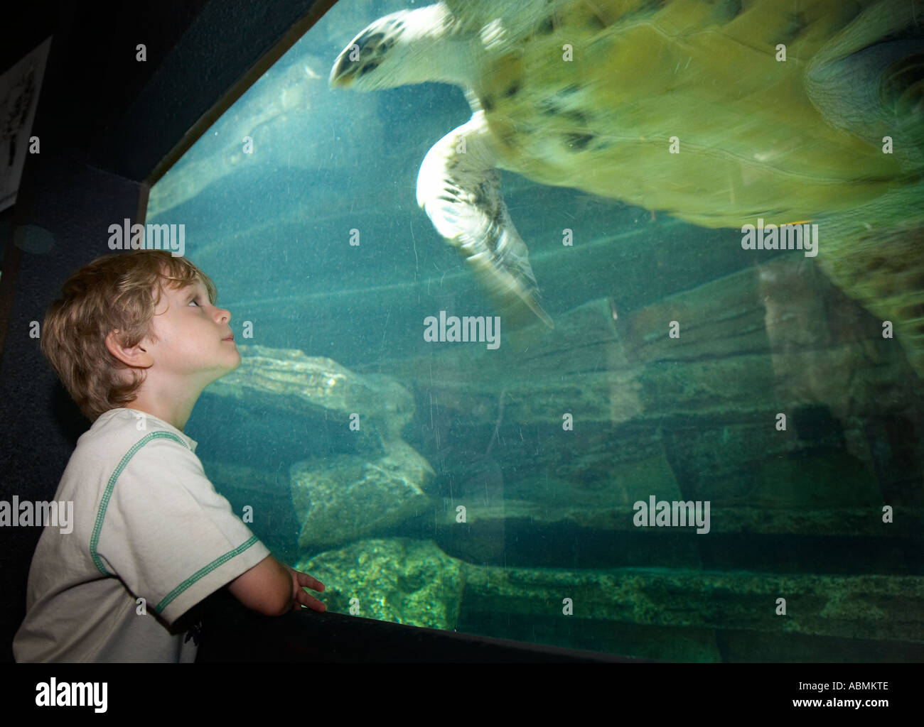 Turtle swim past hi-res stock photography and images - Alamy