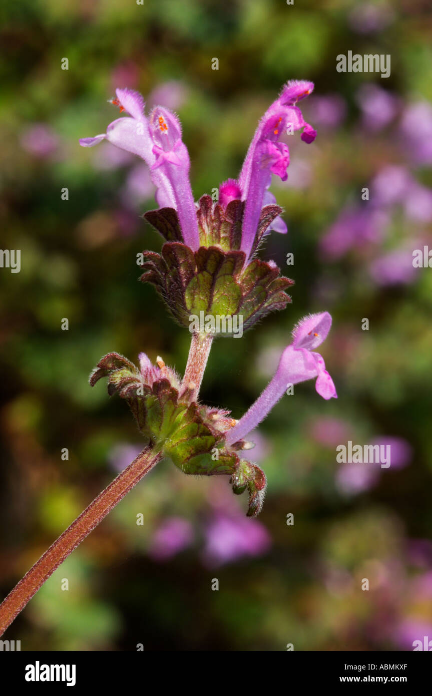Henbit (Lamium amplexicaule Stock Photo - Alamy