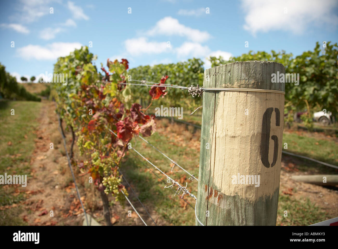 numbered post on wine vinyard Stock Photo - Alamy