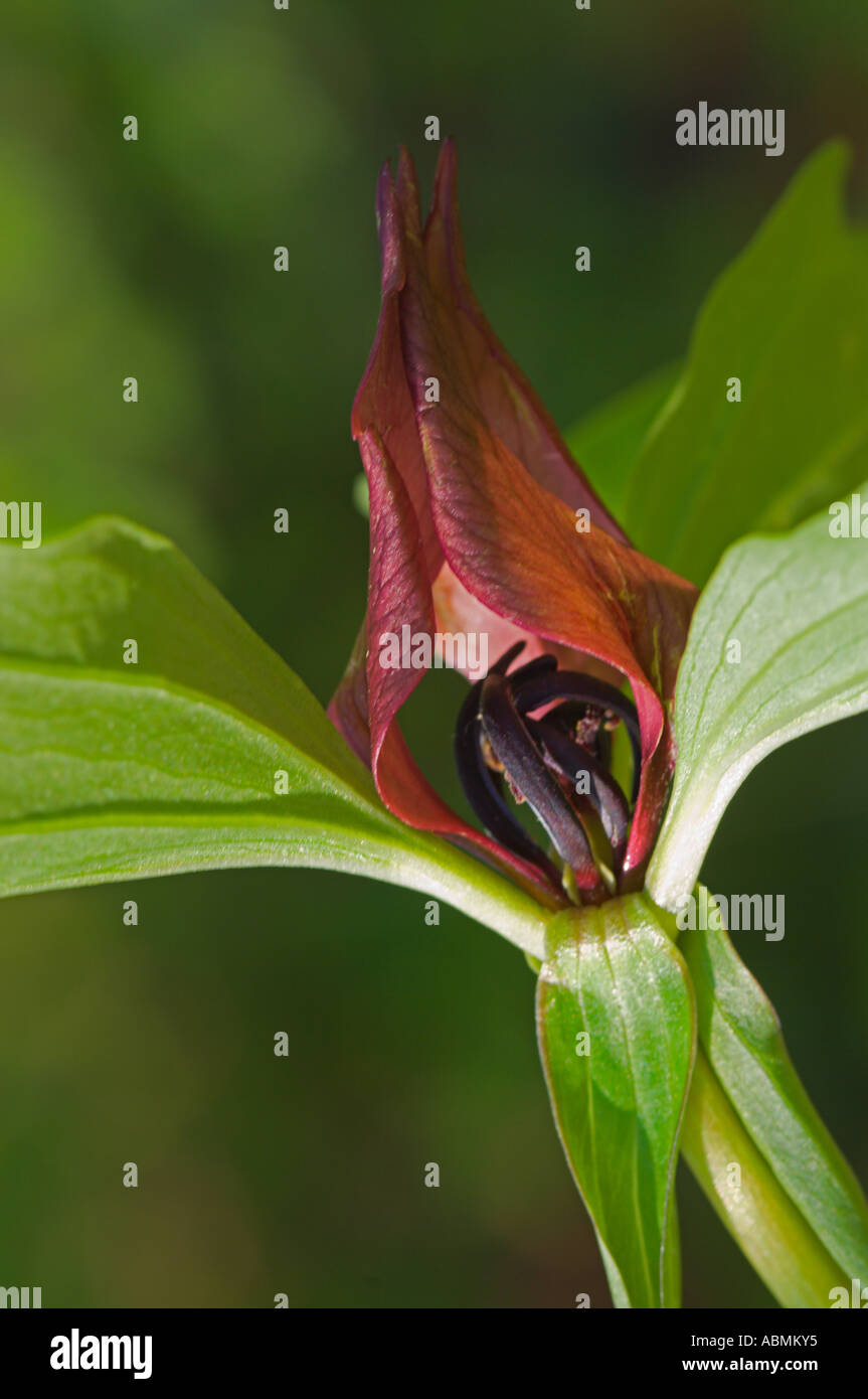 Purple Trillium (Purple recurvatum) also called Purple Wake Robin Stock ...