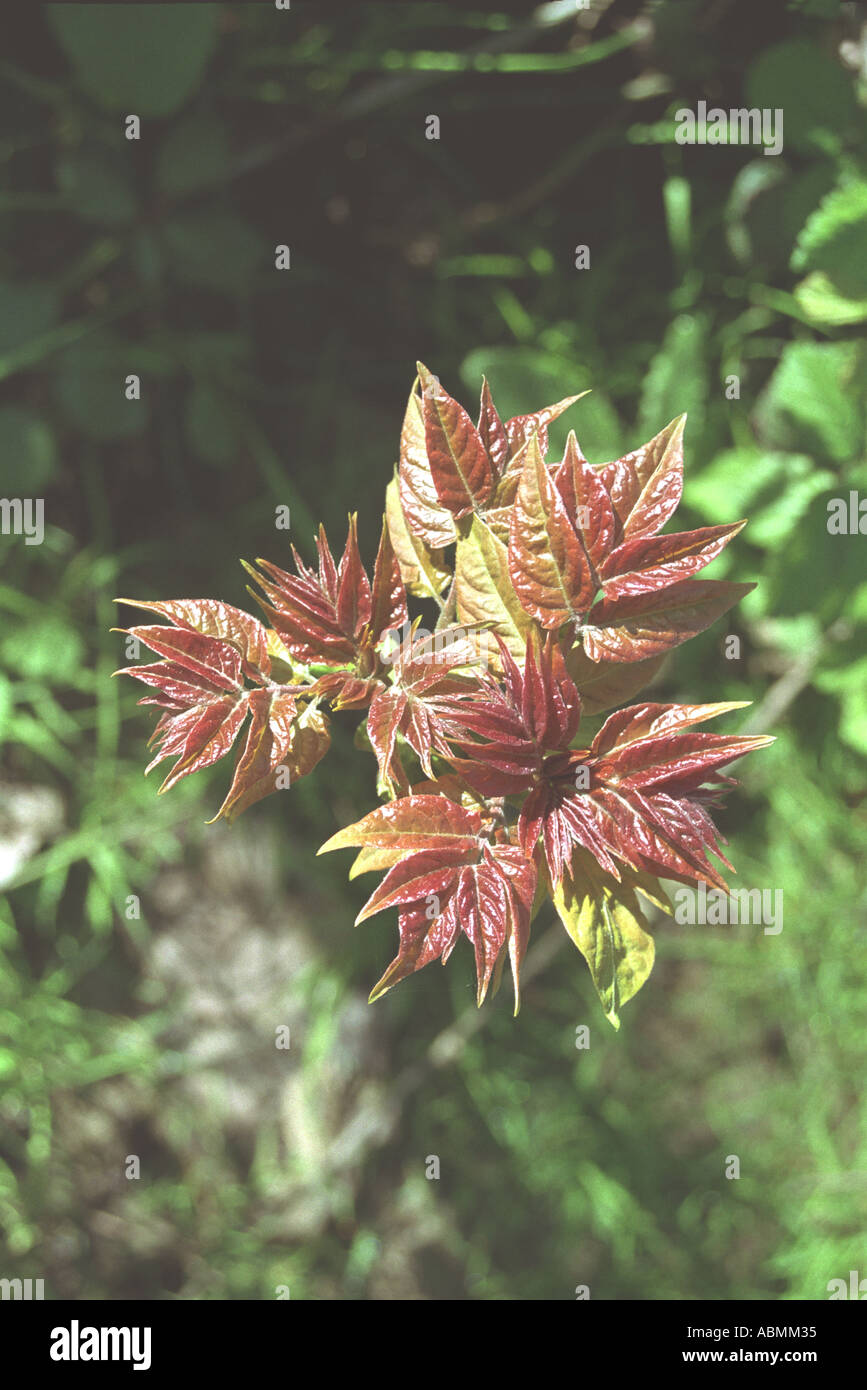 leaves sprouting from tree top Stock Photo - Alamy