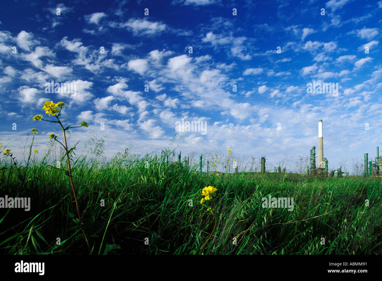 California, Mustard flowers and refinery Stock Photo - Alamy