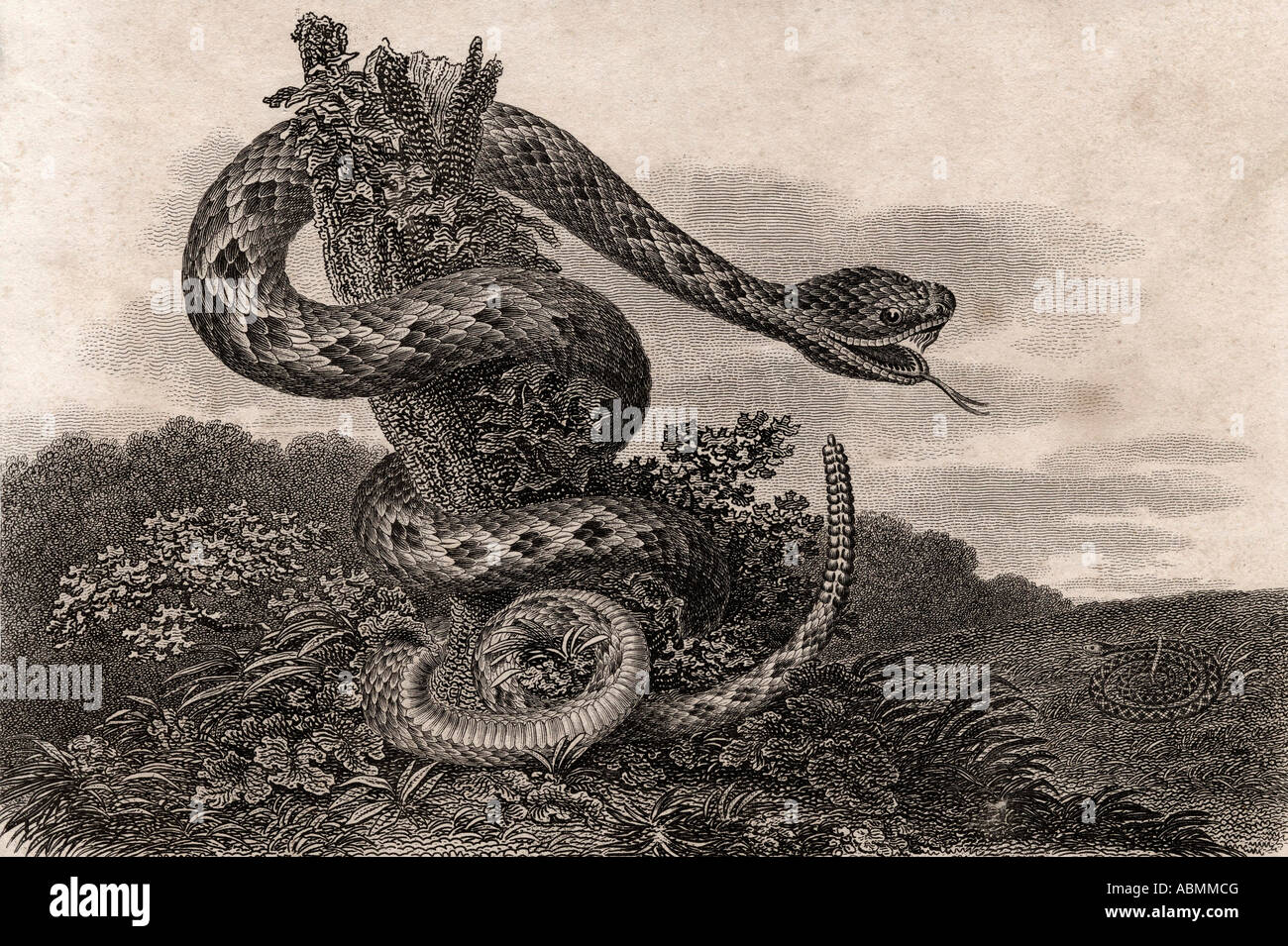 South American rattlesnake aka tropical rattlesnake. Crotalus Durissus ...