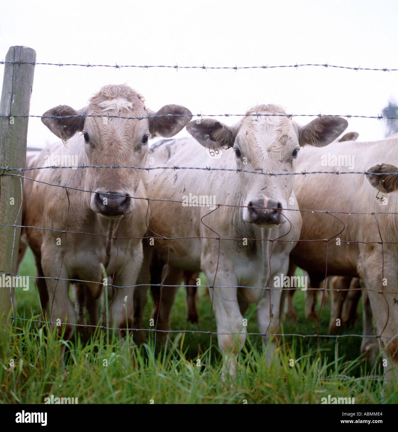 Nosey cows hi-res stock photography and images - Alamy