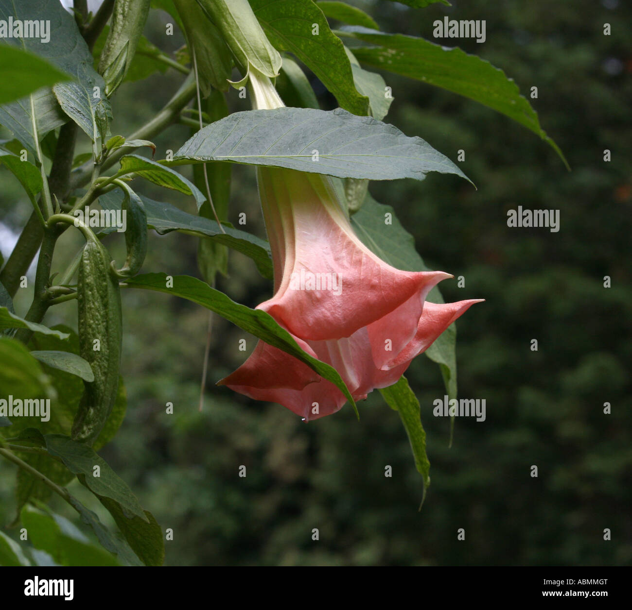 Pink angels trumpet hi-res stock photography and images - Alamy