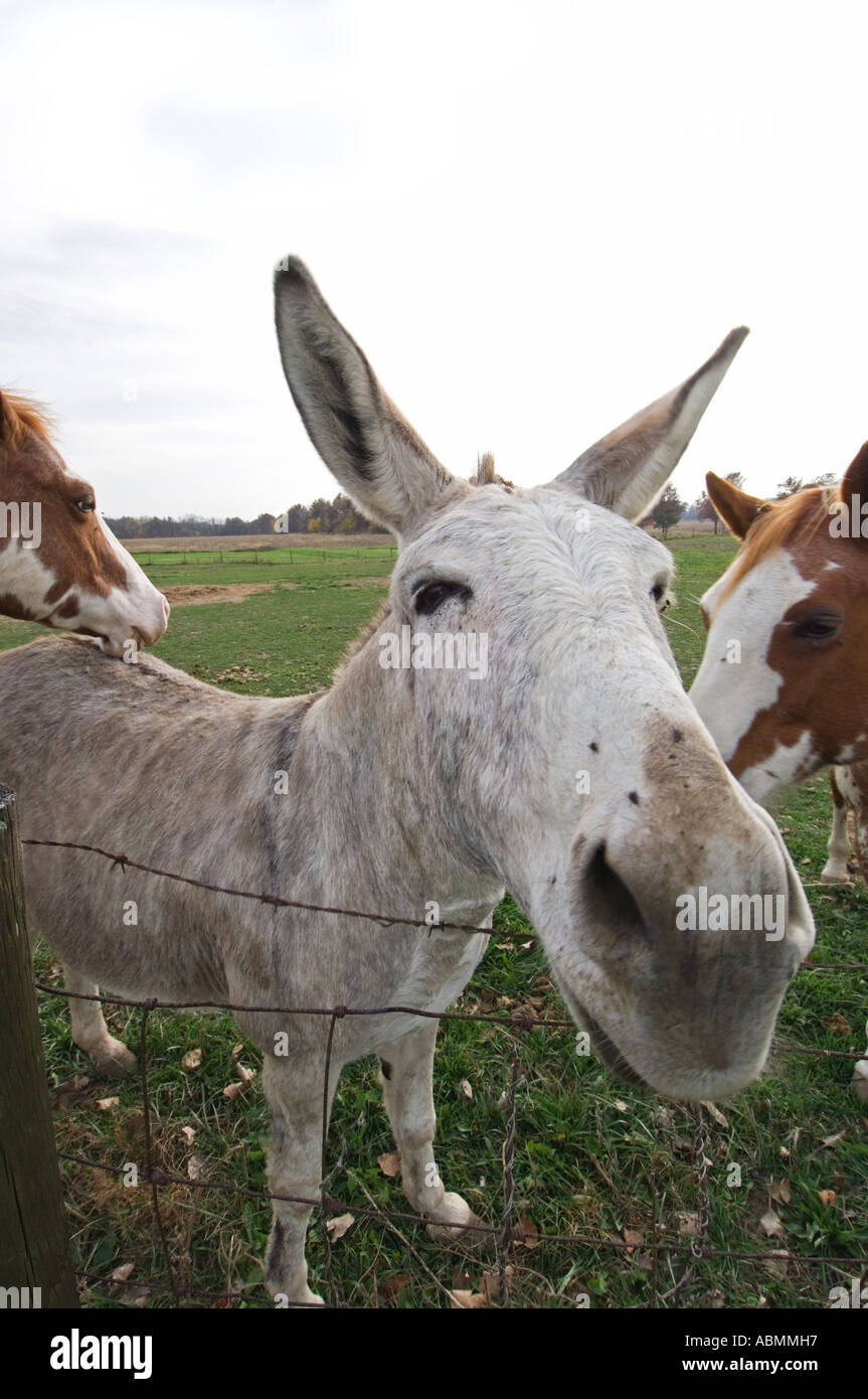 Mule pack animal hi-res stock photography and images - Alamy