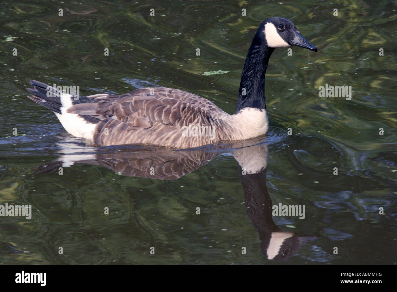 A Canadian Goose Stock Photo - Alamy