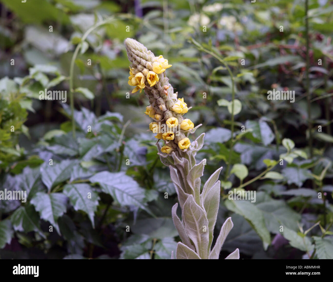 A common mullein flower Stock Photo - Alamy