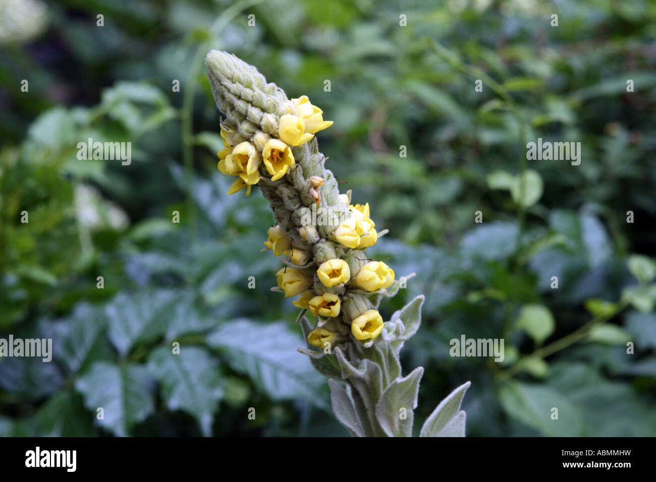 A common mullein flower Stock Photo - Alamy