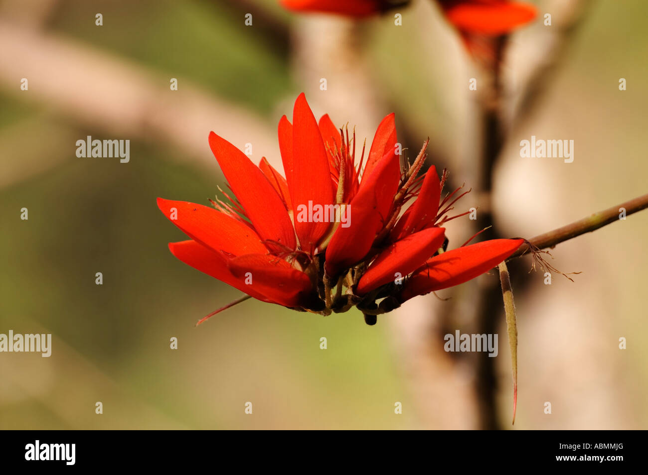 Erythrina indica hi-res stock photography and images - Alamy