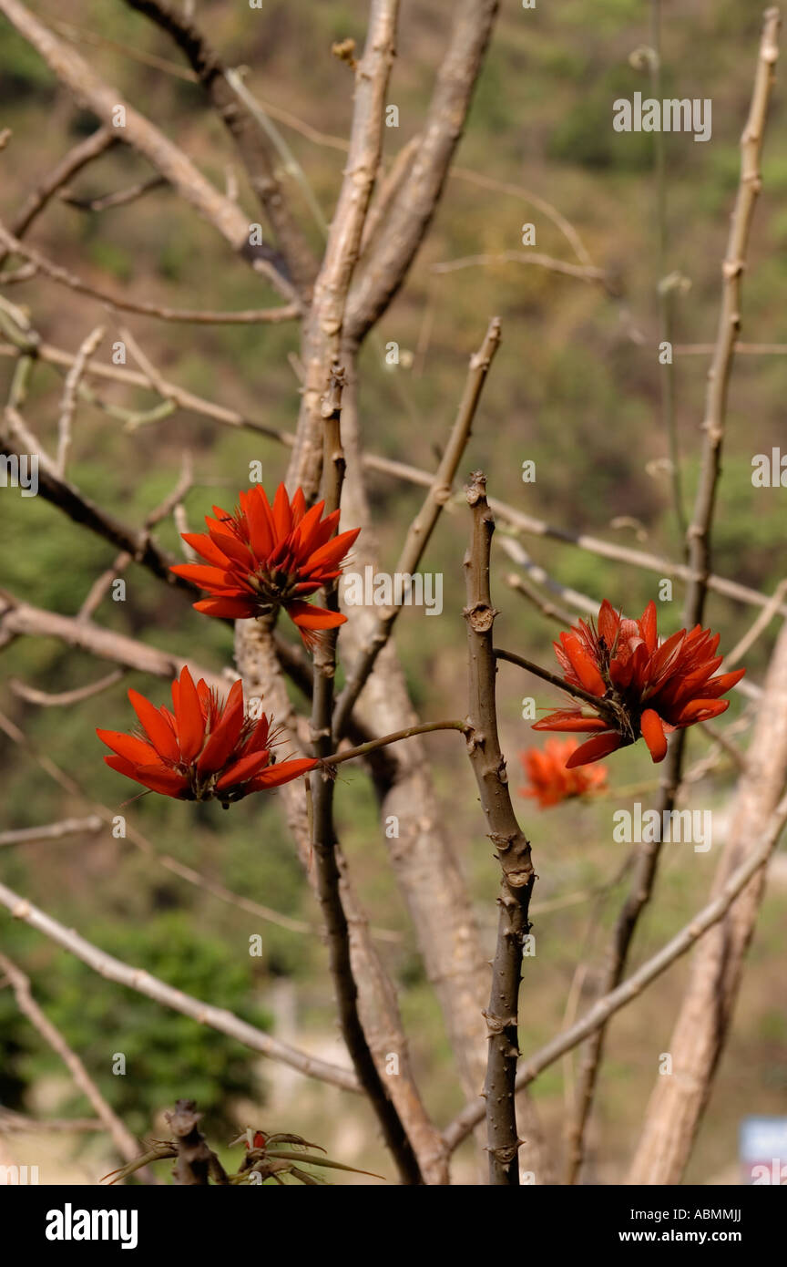 Flower of a tree in northern Indian state Uttaranchal Stock Photo - Alamy