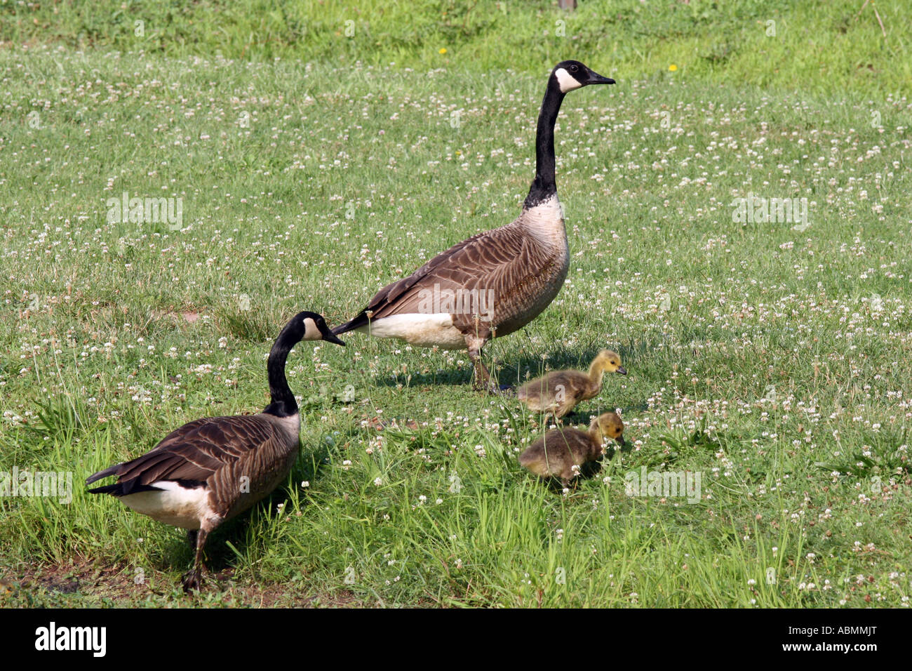 Goslings following mother goose hi-res stock photography and images - Alamy