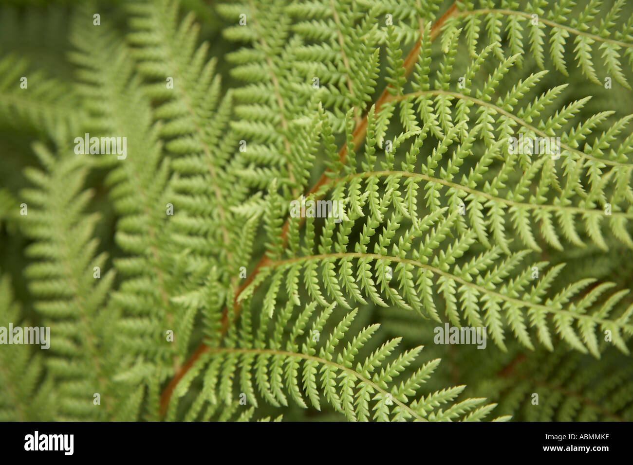 green fern leaf pattern Stock Photo - Alamy