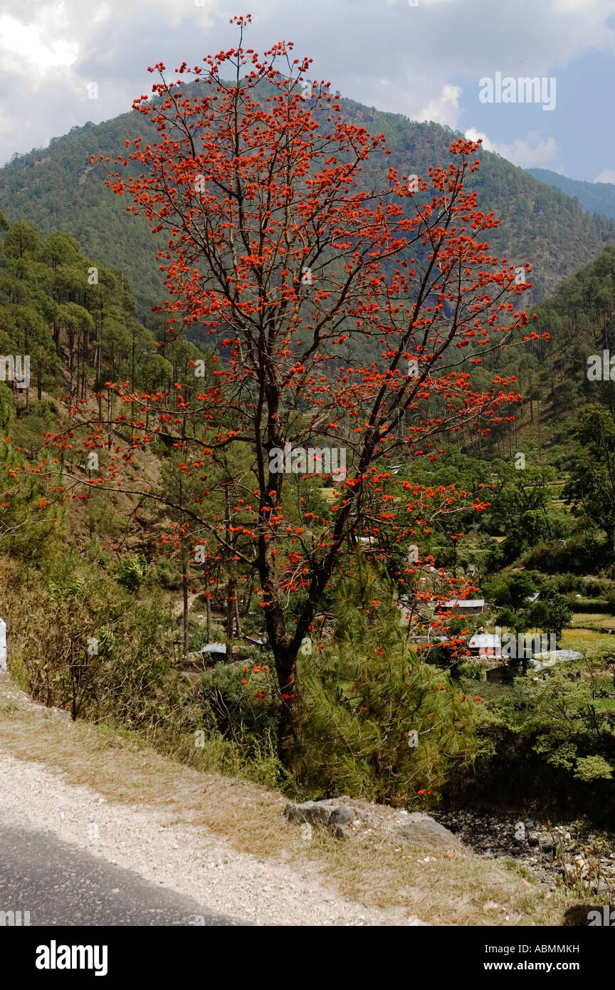 Blooming tree Indian Himalayas, Uttaranchal state, India Stock Photo ...