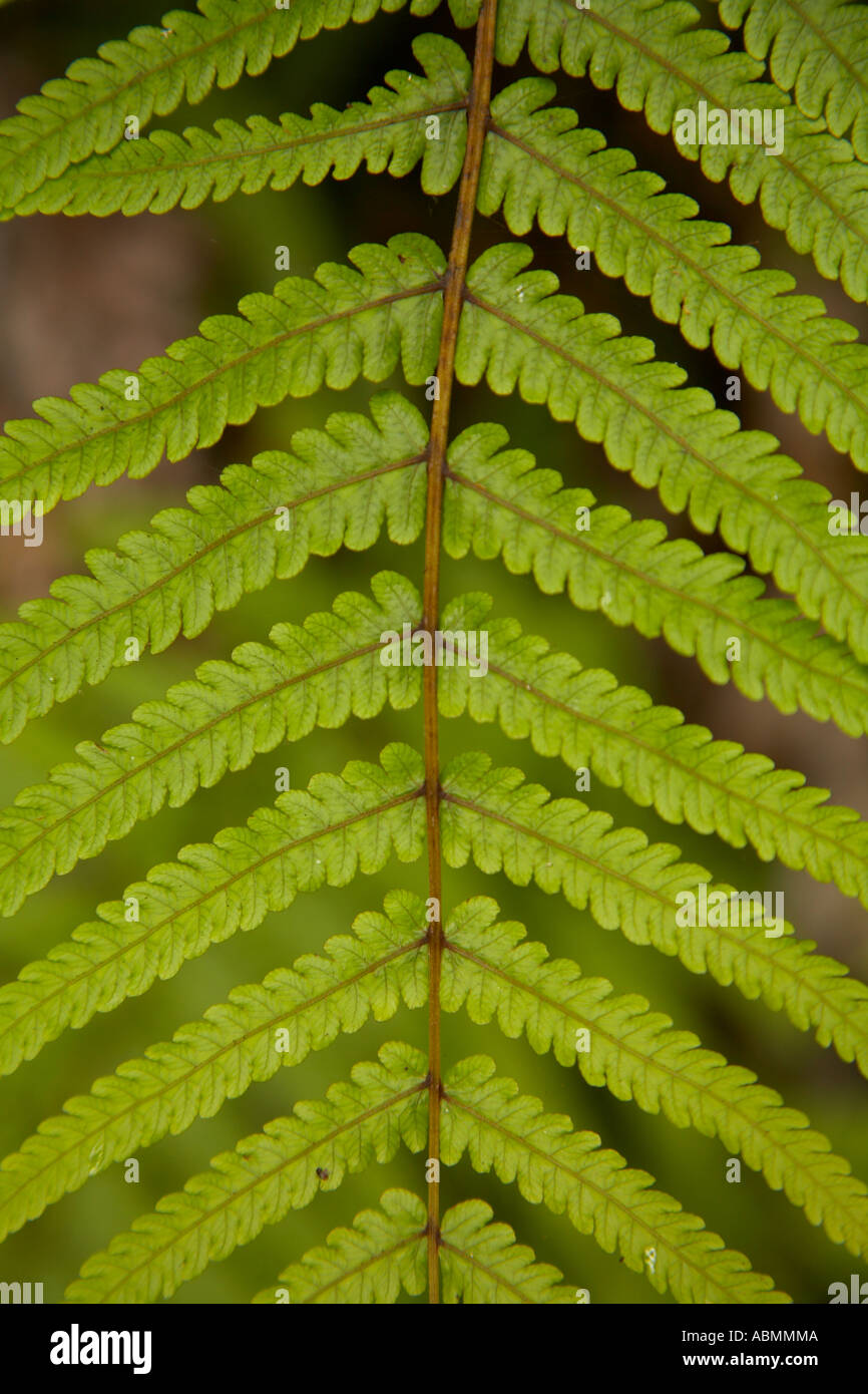 green fern leaf pattern Stock Photo - Alamy