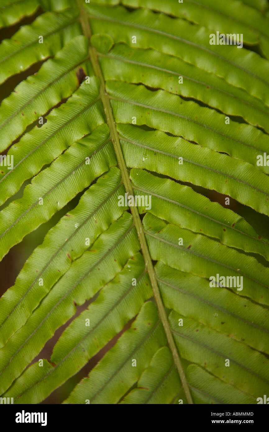 green fern leaf pattern Stock Photo - Alamy