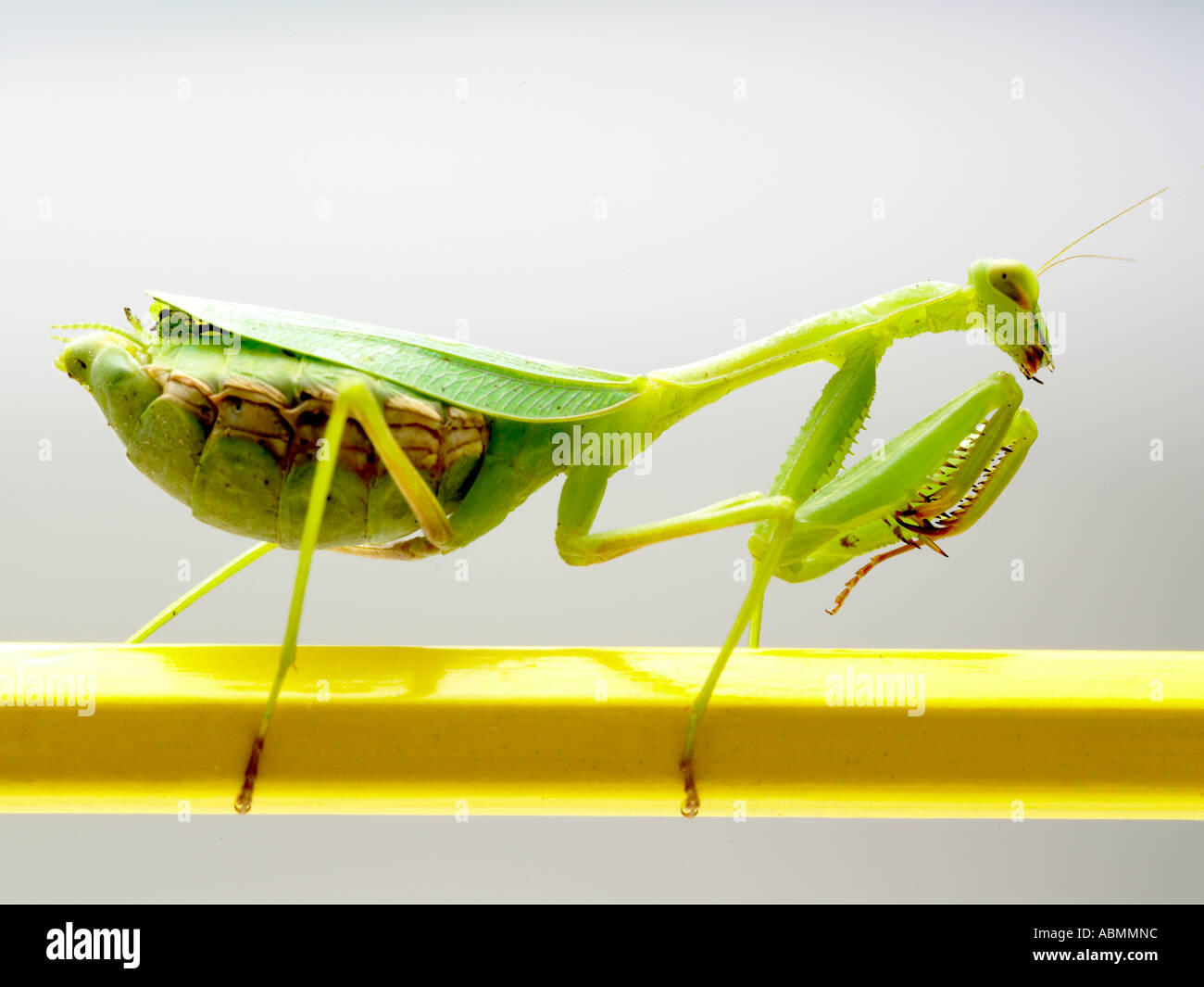 Preying mantis hi-res stock photography and images - Alamy