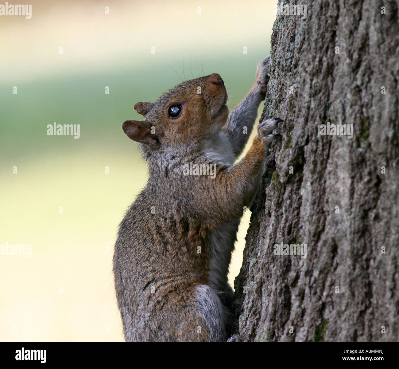 A North American Gray Squirrel Stock Photo - Alamy