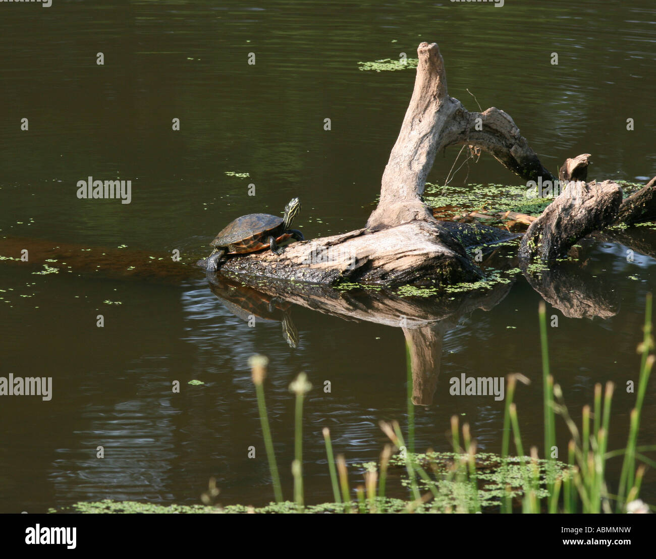 A turtle on a log Stock Photo - Alamy