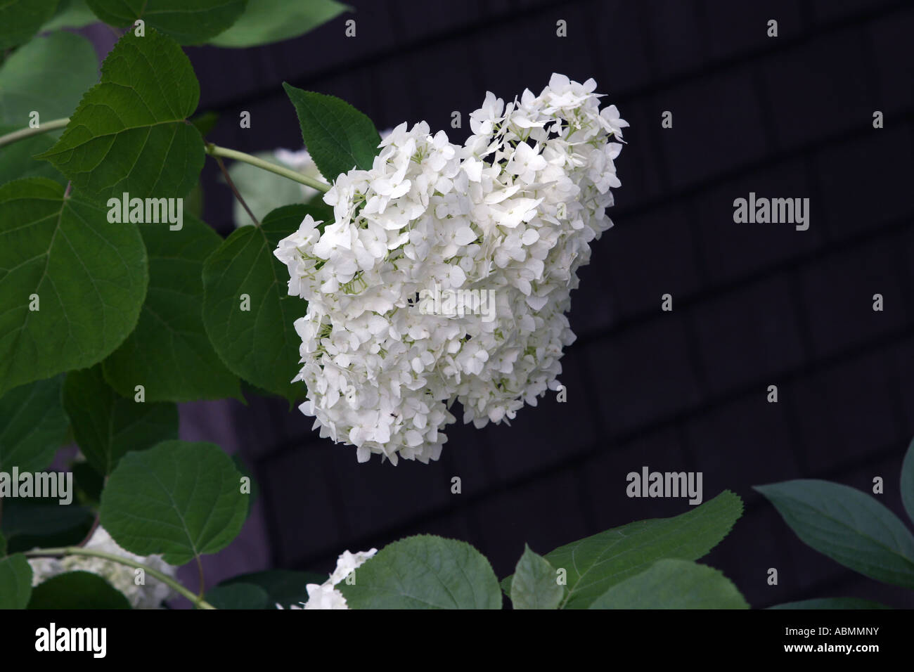 A white cluster of flowers Stock Photo - Alamy