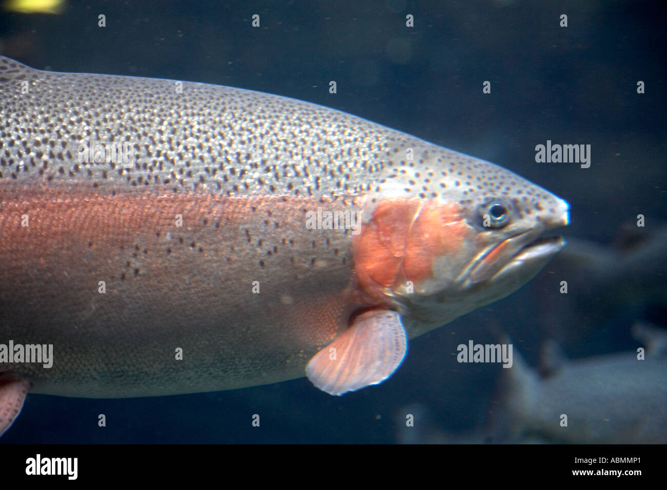 rainbow trout swimming underwater Stock Photo - Alamy
