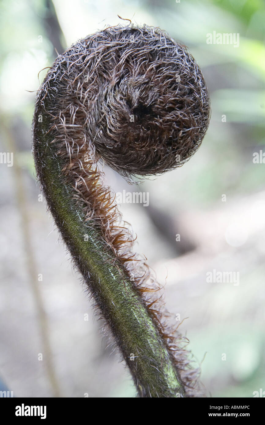 koru frond opening up from the stem Stock Photo - Alamy