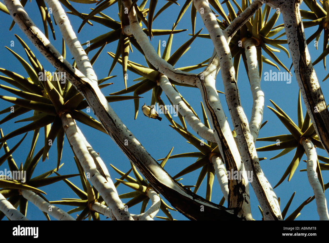 Bird in quiver tree, Southern Namibia Stock Photo - Alamy