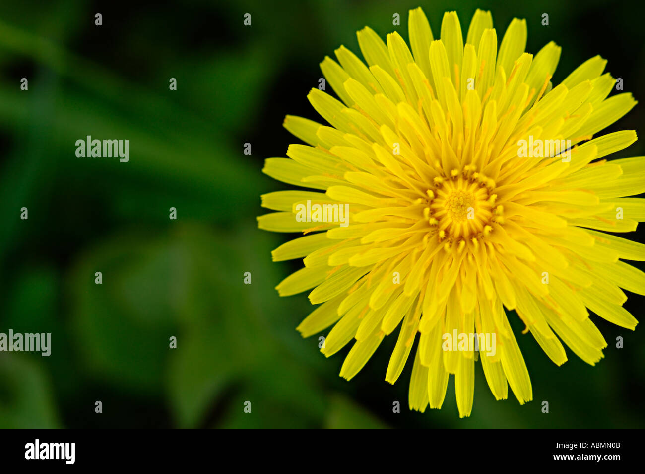 Alaska, Kodiak, Yellow wildflower Stock Photo - Alamy