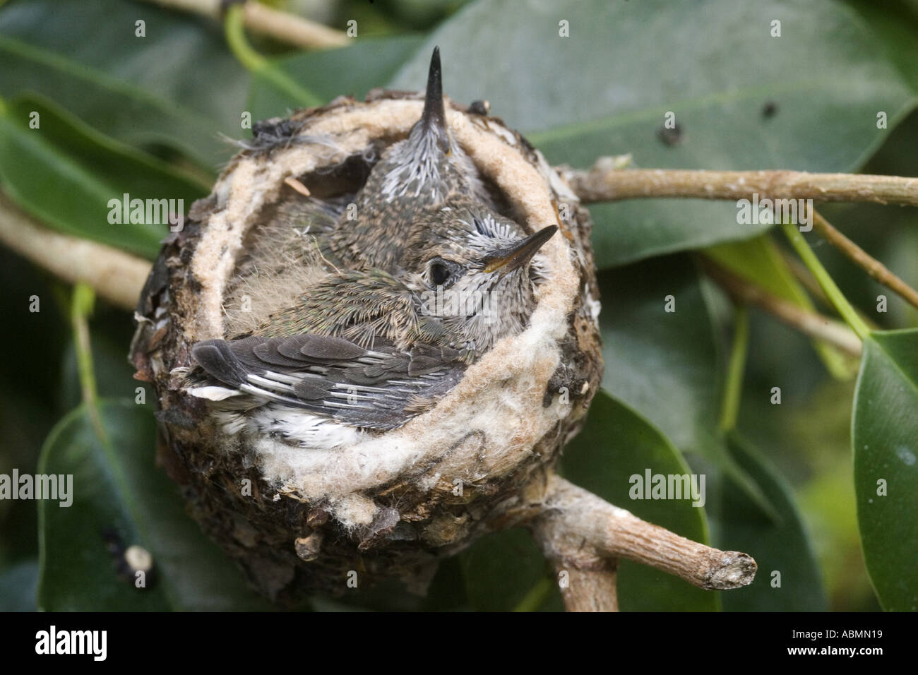 Annas Hummingbird chicks in nest Calypte anna Irvine California Stock ...