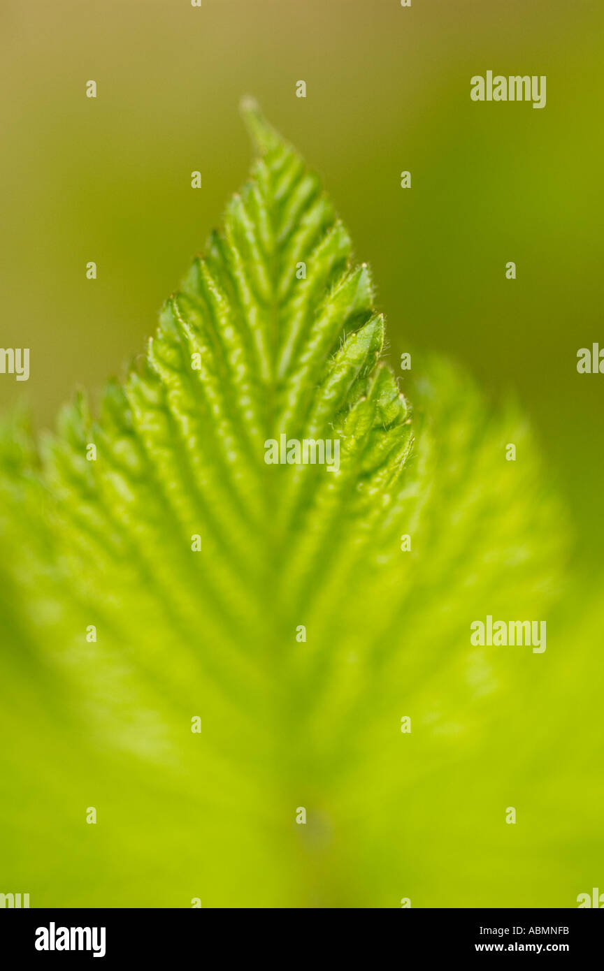 Alaska, Kodiak, Green leaf Stock Photo - Alamy