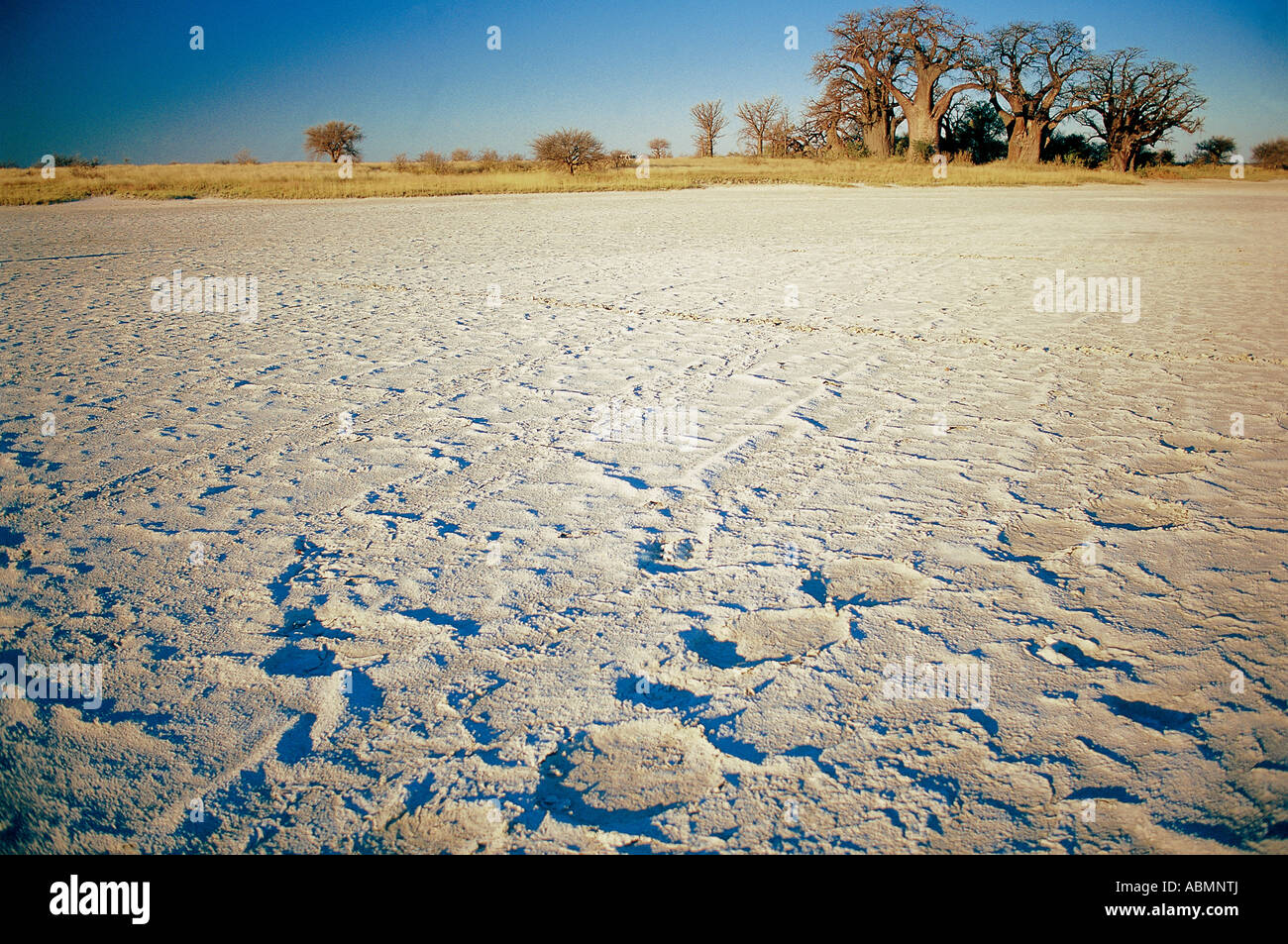 Elephant spoor Kudiakam Pan Nxai Pan National Park Botswana Stock Photo ...