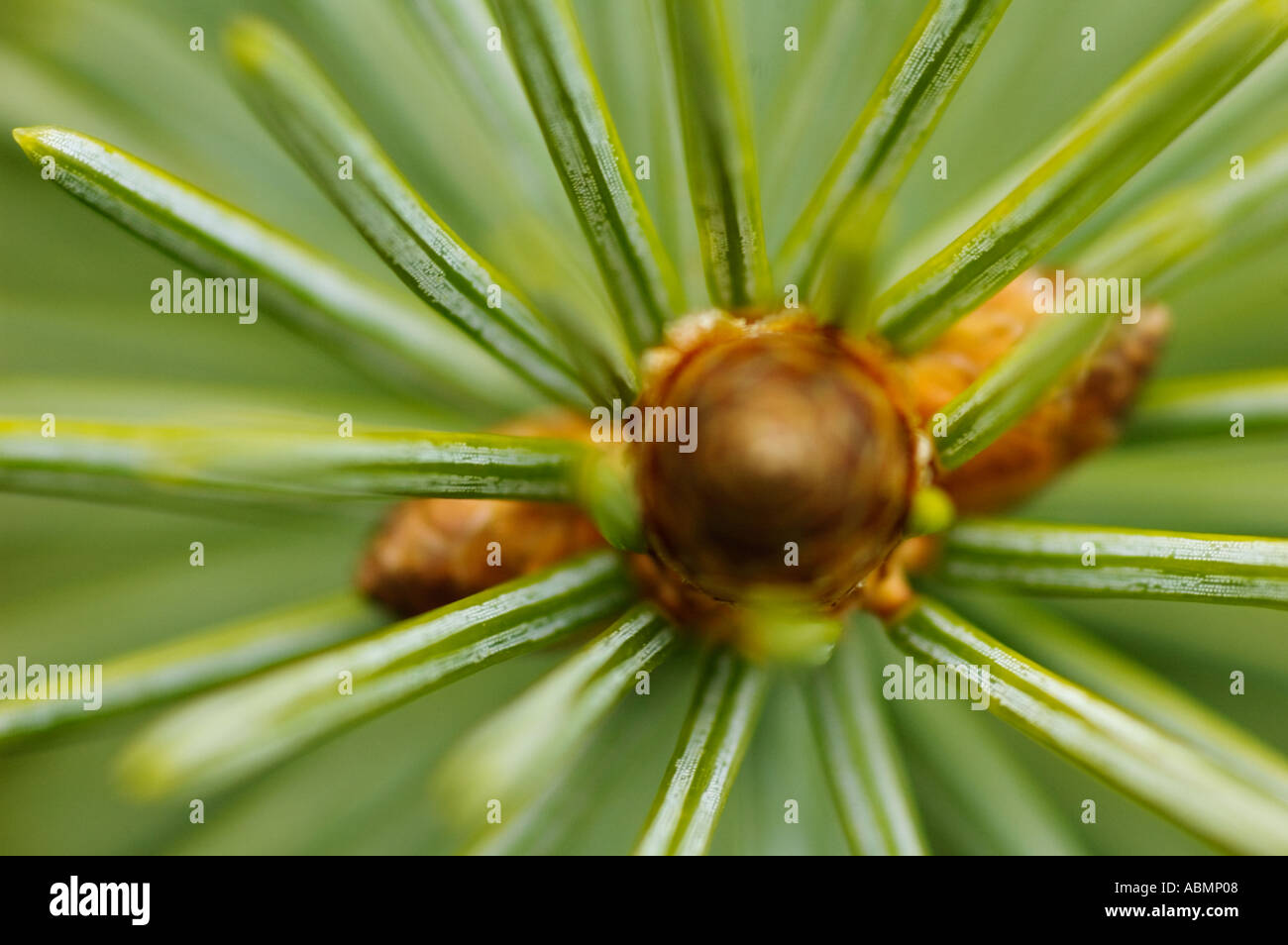 Alaska, Kodiak, Pine tree bud Stock Photo - Alamy