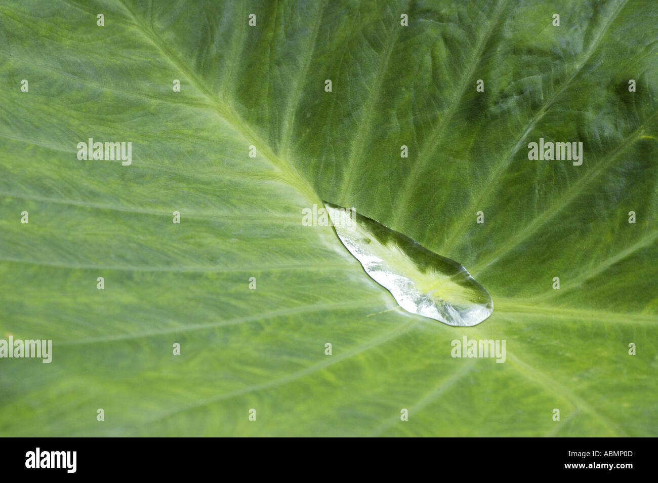 Trapped rainwater hi-res stock photography and images - Alamy