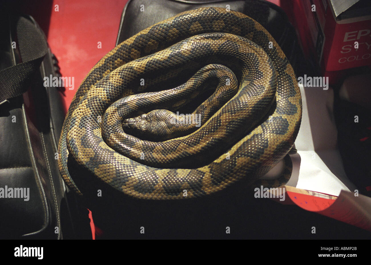 a diamond python snake coiled up asleep on laptop on the kitchen table ...